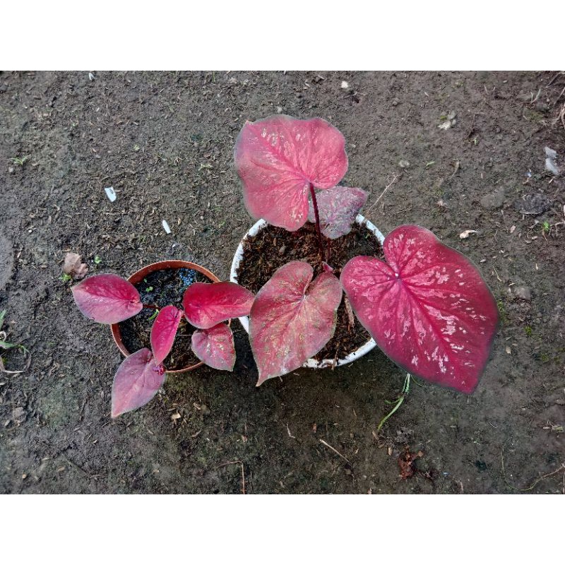 Jual Caladium Red Emperor (Kecil) | Shopee Indonesia