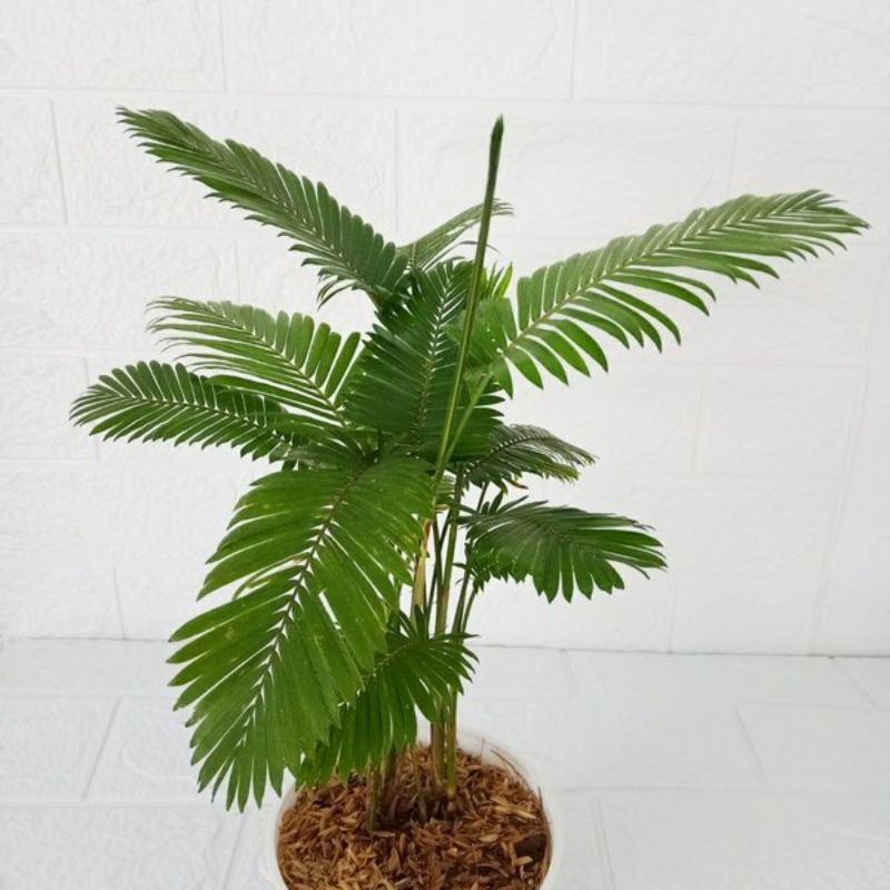Jual Tanaman palem paris mini | Shopee Indonesia