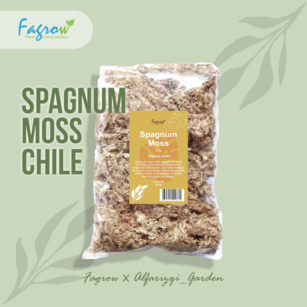 Jual Spagnum Moss Chile | Lumut Putih Kering Import | Sphagnum Moss ...