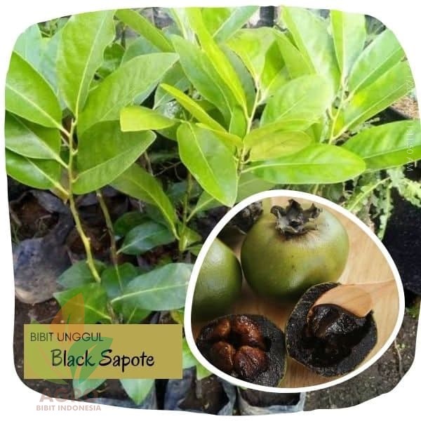 Jual Bibit Black Sapote / Sawo Hitam Rasa Puding Coklat | Shopee Indonesia