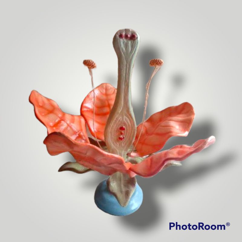 Jual Alat peraga pendidikan model Bunga lepasan | Shopee Indonesia