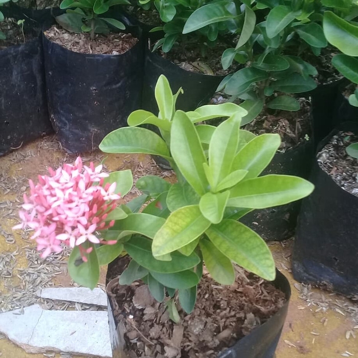 Jual tanaman asoka bunga ping harga per 1 pohon , TIARA FLORA | Shopee ...