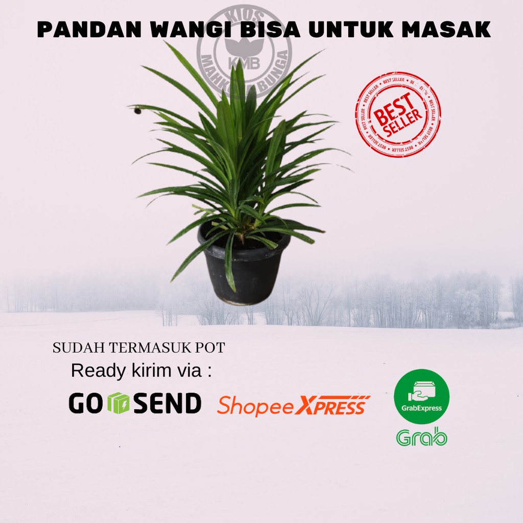 Jual Bibit Pandan Wangi / Bibit Daun Pandan Wangi / Tanaman Pandan ...