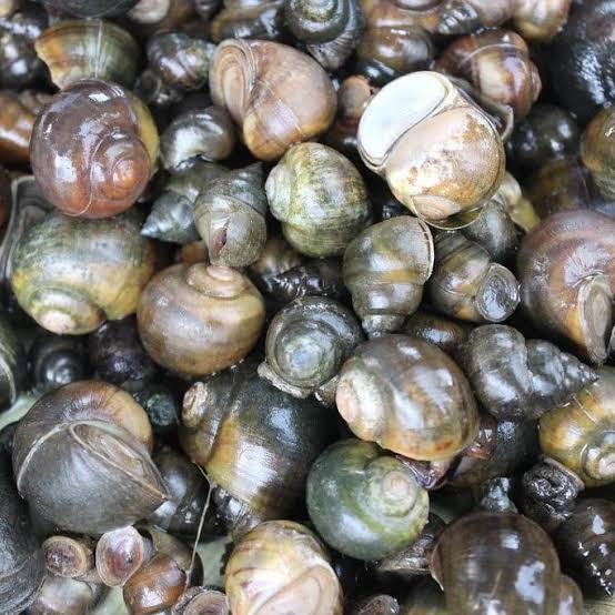 Jual Keong sawah/1kg | Shopee Indonesia