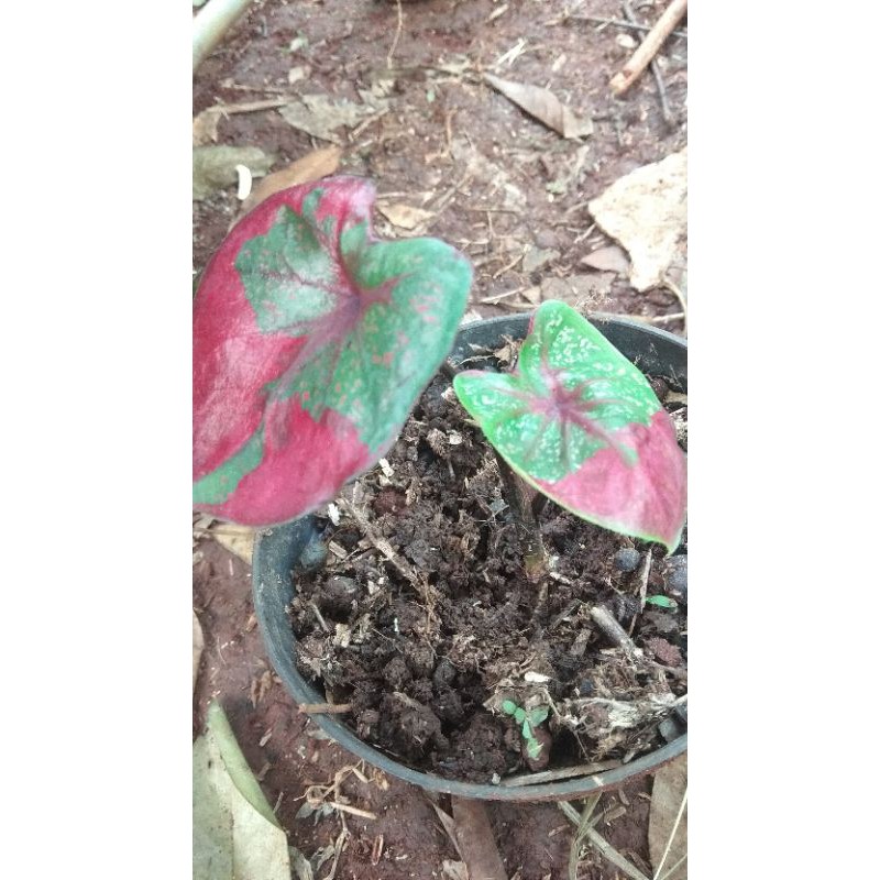 Jual caladium baret merah, tanaman keladi baret merah | Shopee Indonesia