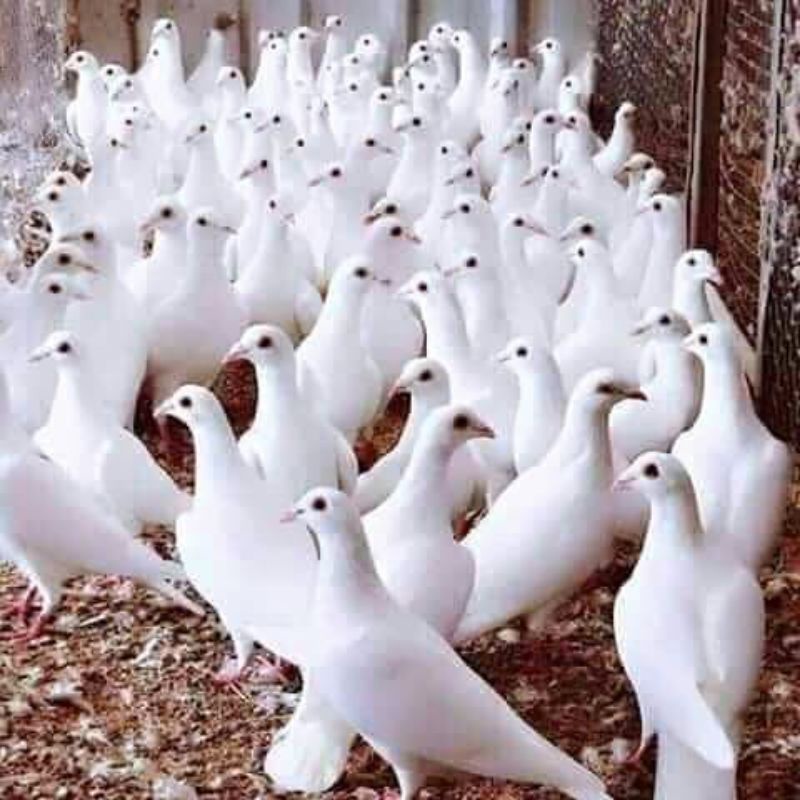 Jual Burung merpati putih satuan jantan /betina | Shopee Indonesia