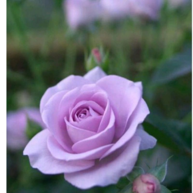 Jual bunga mawar wangi ungu holan tanaman hias tanaman outdoor | Shopee ...