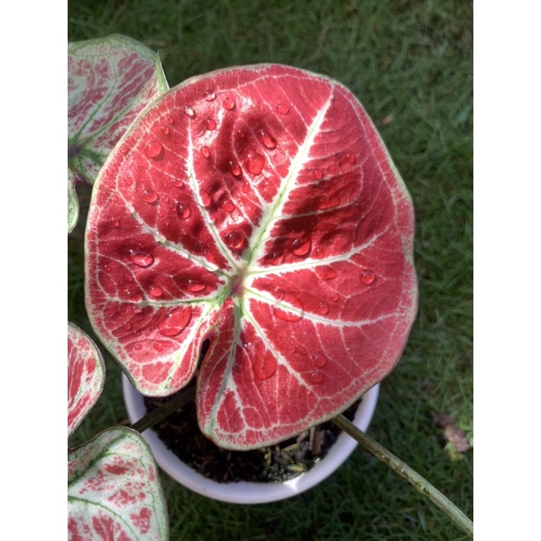 Jual CALADIUM BIG BOSS - keladi hybrid thailand - keladi big boss ...