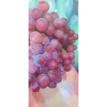 Jual BUAH ANGGUR AUSTRALIA MERAH(500g) | Shopee Indonesia