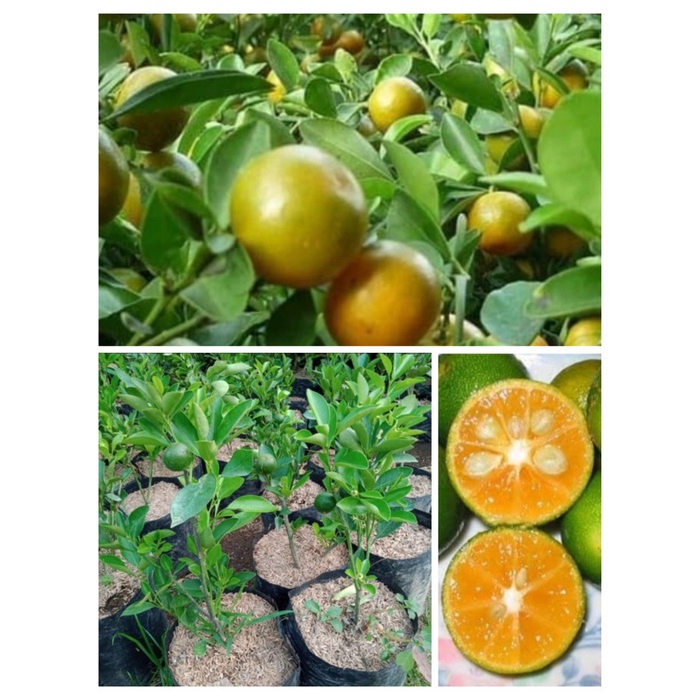 Jual Bibit jeruk kasturi - lemon cui jeruk peras | Shopee Indonesia