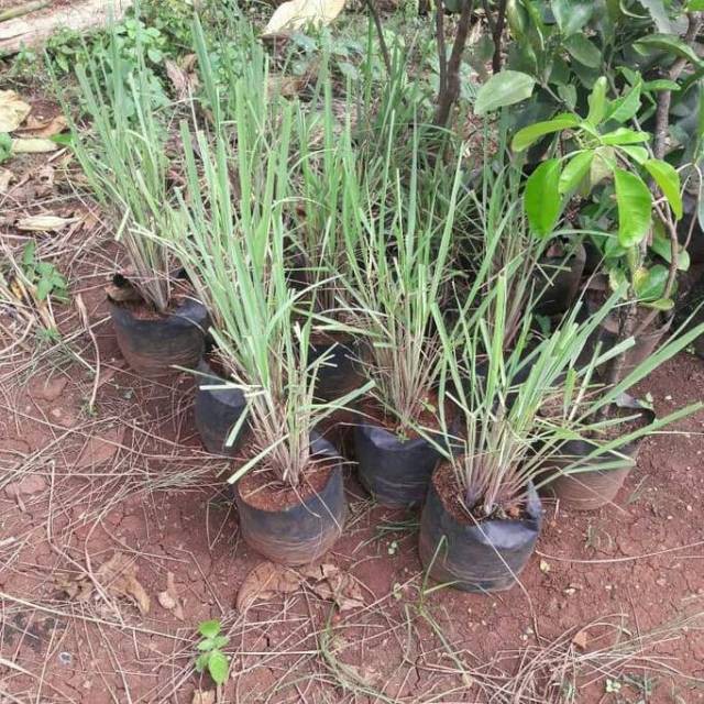Jual Bibit Tanaman Sereh Sayur Bibit Sereh Sayur Bibit Tanaman Serai ...