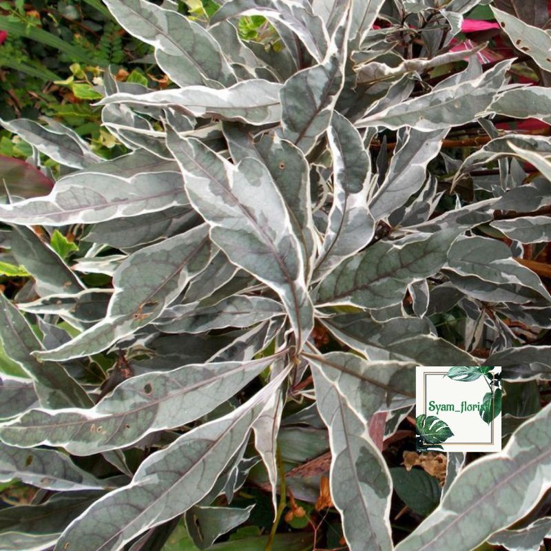 Jual Tanaman Hias gandarusa variegata/ Cornus alba | Shopee Indonesia