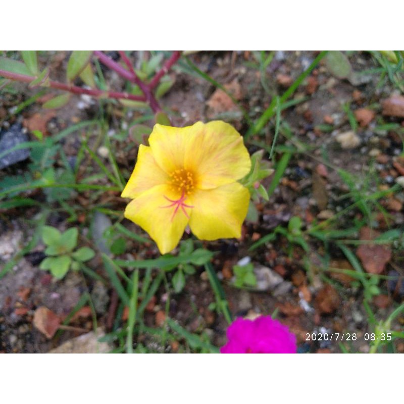 Jual krokot bunga kuning | Shopee Indonesia