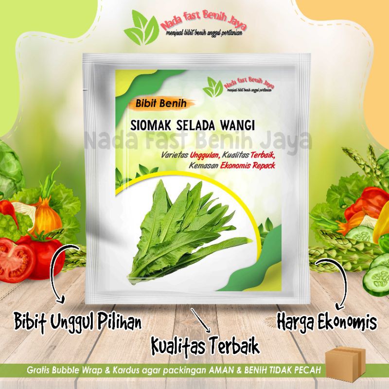 Jual 500 biji Benih siomak selada wangi - bibit sayuran siomak | Shopee ...