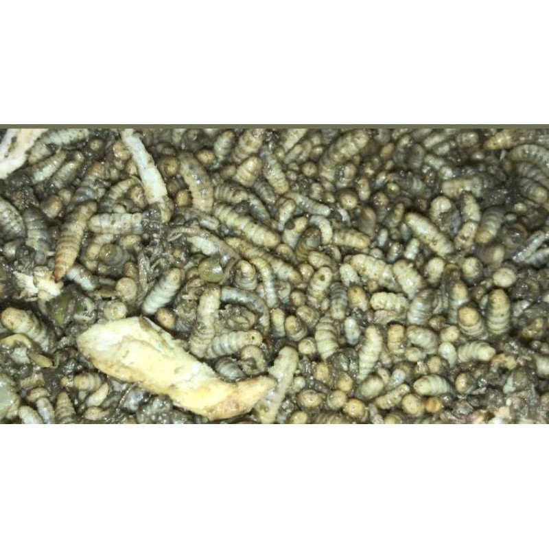 Jual Fresh Maggot/Maggot Basah 1 kg | Shopee Indonesia