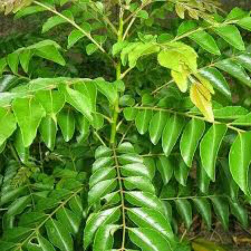 Jual Daun kari / Daun Salam koja segar | Shopee Indonesia