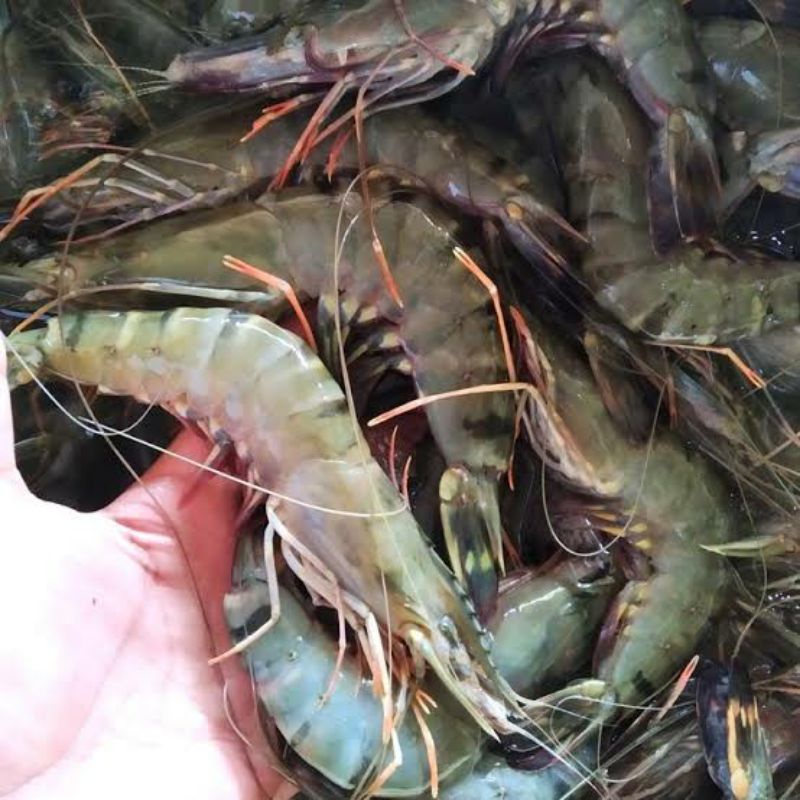 Jual Udang segar/Udang tiger windu/Udang pancet 1kg | Shopee Indonesia