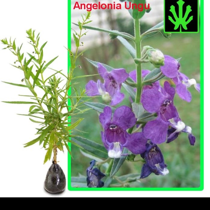 Jual NEW!! tanaman hias lavender angelonia bunga ungu | Shopee Indonesia