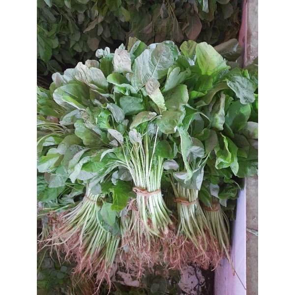 Jual sayur bayam segar 1 ikat | Shopee Indonesia
