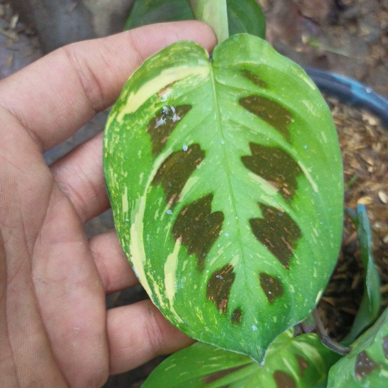 Jual Calathea Maranta Leuconeura Variegata - Tanaman Hias Cantik dengan ...