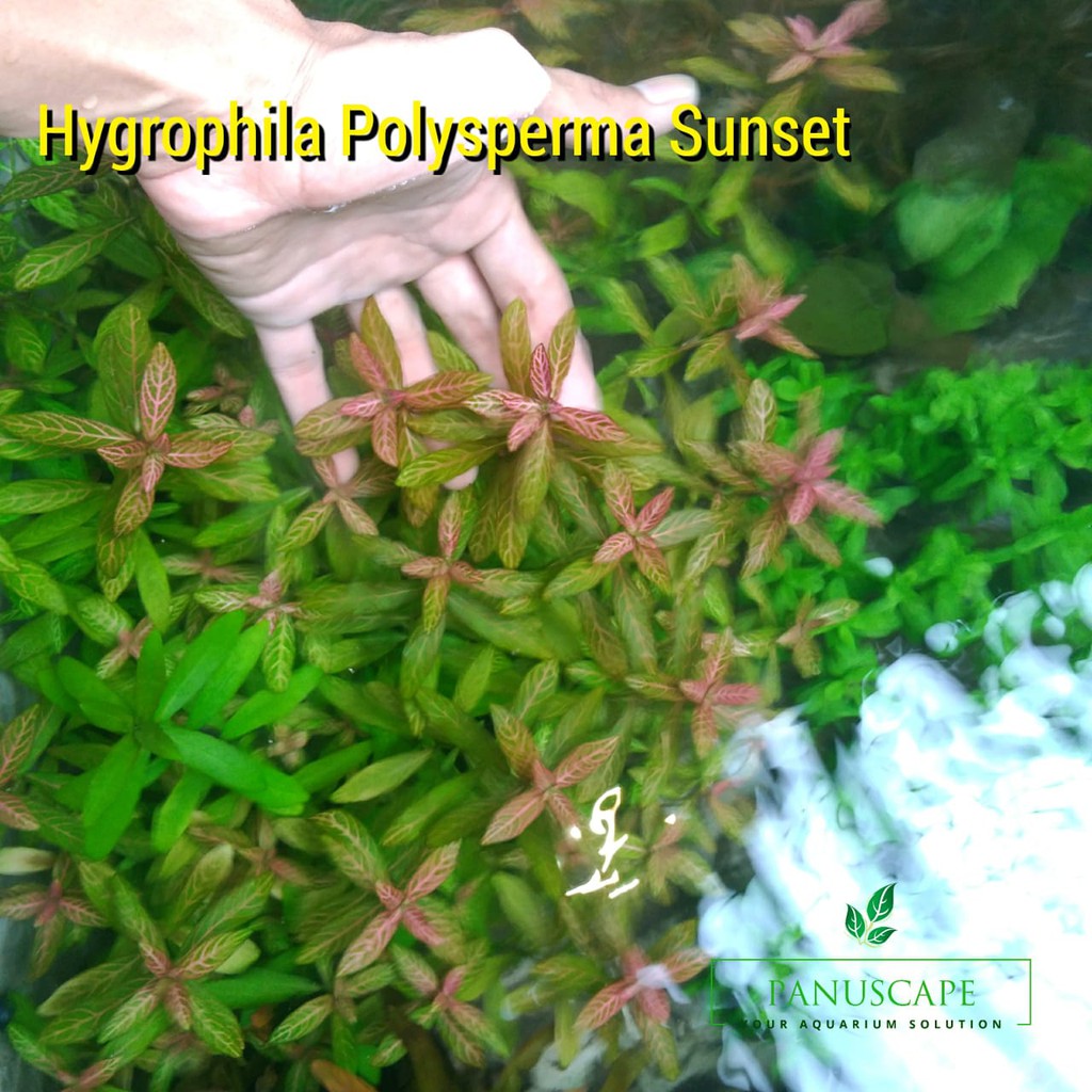 Jual Hygrophila Polisperm Sunset / Rosanervig | Shopee Indonesia