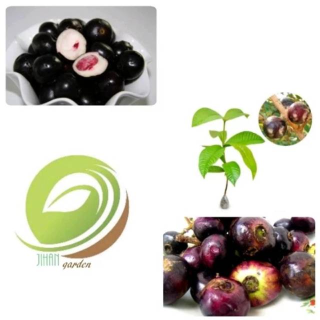 Jual Bibit pohon tanaman buah kupa gowok gohok mulai langka | Shopee ...