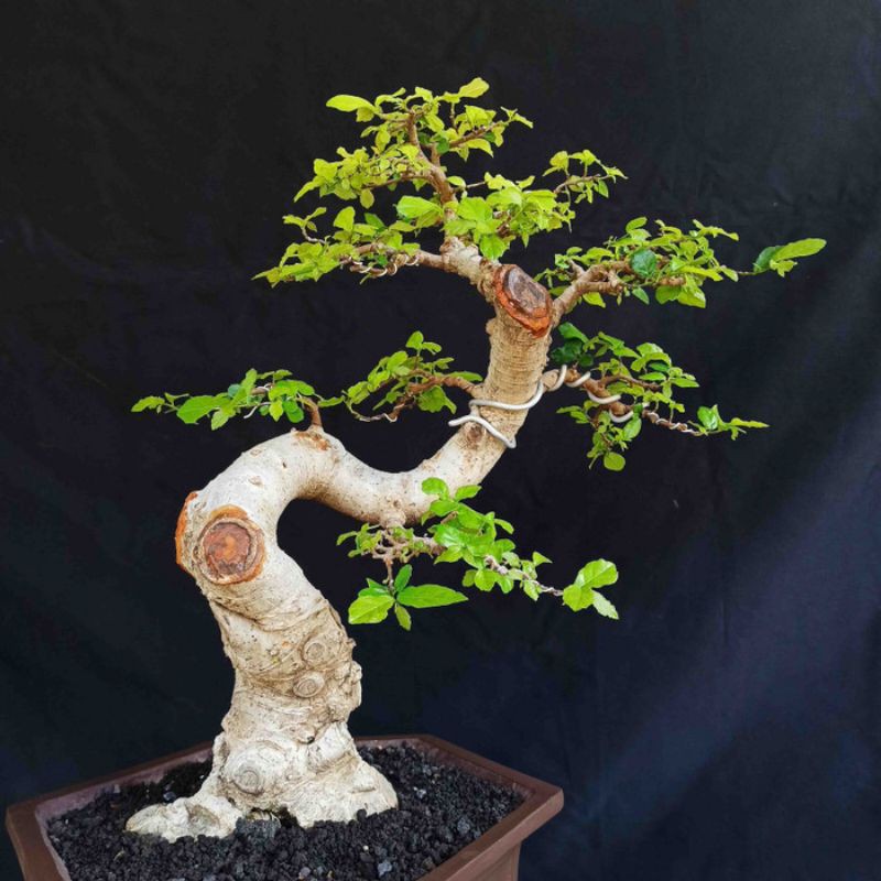 Jual Bonsai Pohon Serut Meliuk Liuk Ekspresionis Berkarakter | Shopee ...