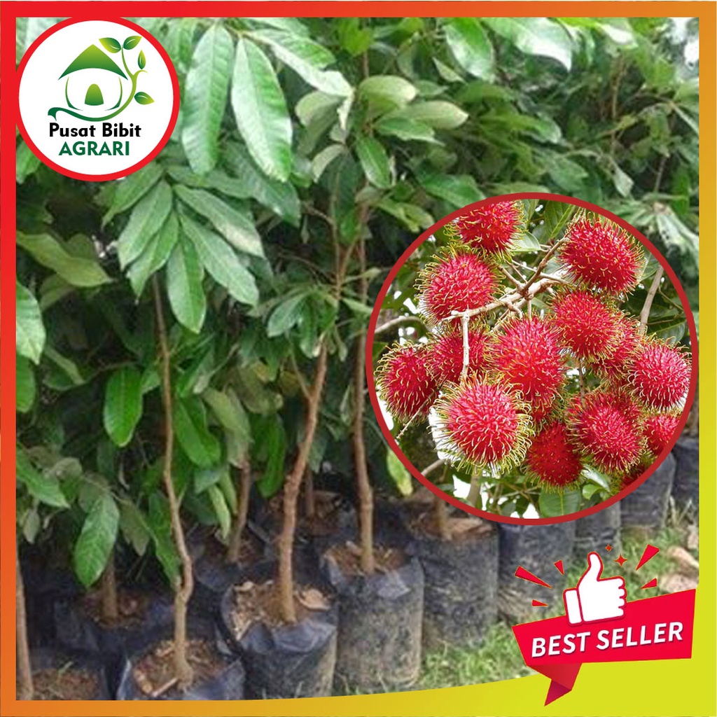 Jual Bibit Rambutan Rapiah Asli Tanaman Buah Hasil Okulasi Super Unggul ...