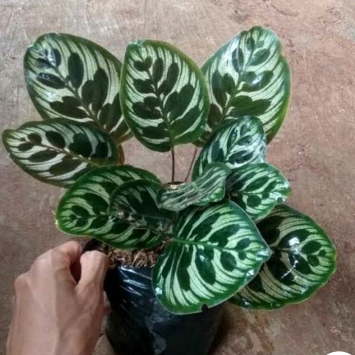 Jual New! Tanaman hias chalatea makoyana - kalatea makoyana | Shopee ...