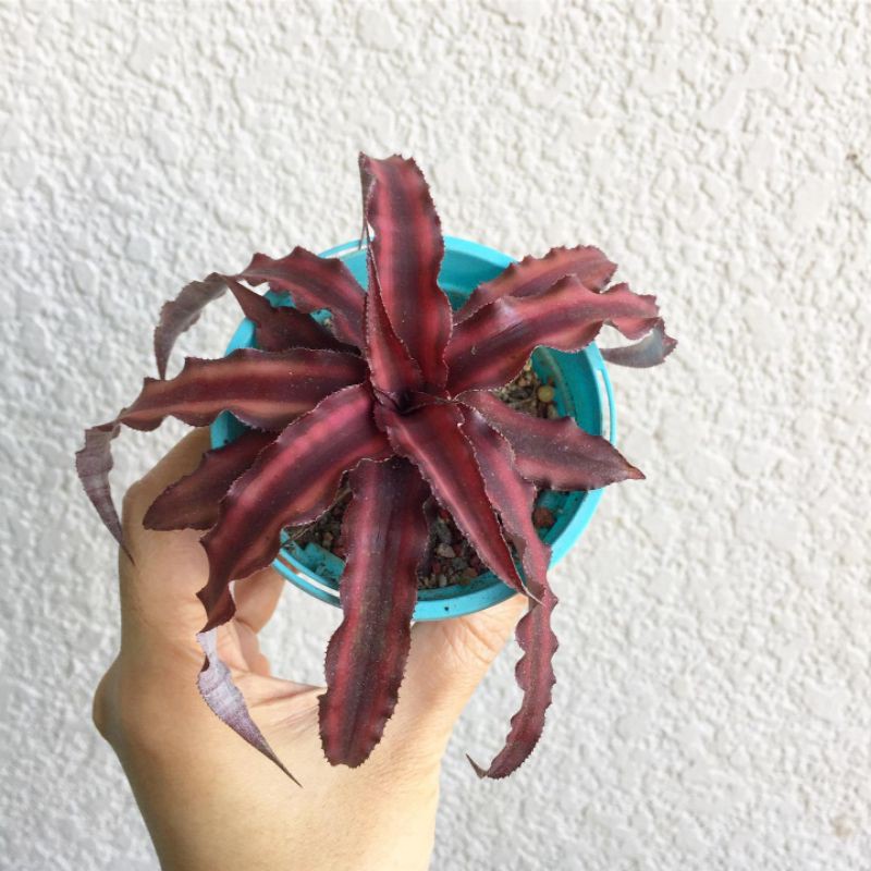 Jual tanaman hias bromelia Dark red Cryptanthus | Shopee Indonesia