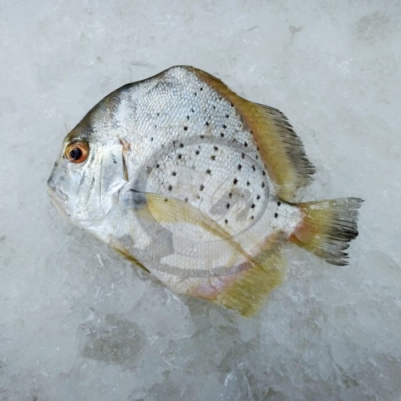 Jual Ikan Tapi Tapi segar @ 1 kg | Shopee Indonesia