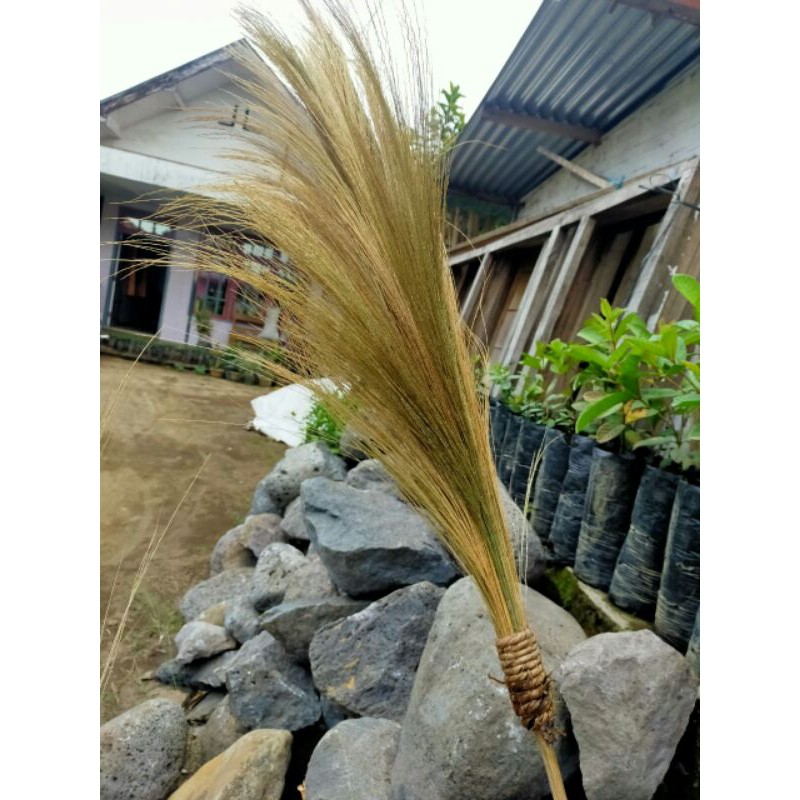 Jual ekor kucung rayung kualitas terbaik | Shopee Indonesia