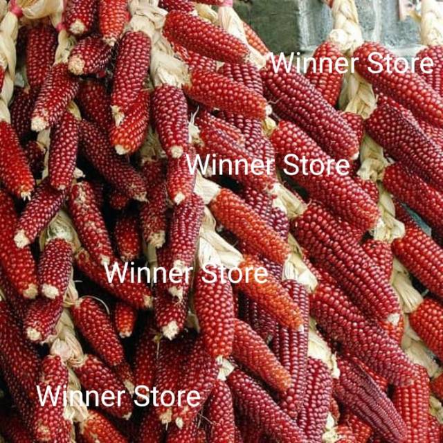 Jual Bibit Benih Jagung Merah (10 Butir) | Shopee Indonesia