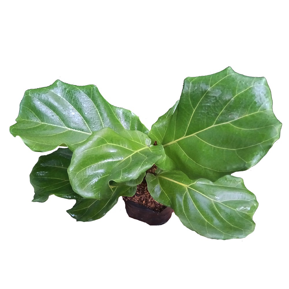 Jual Tanaman Ketapang Biola / Ficus lyrata | Shopee Indonesia