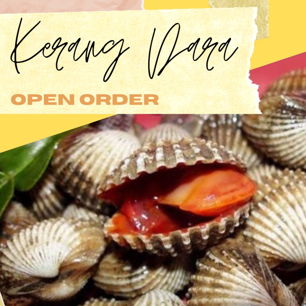Jual KERANG DARA SEGAR Size sedang | Shopee Indonesia