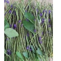 Jual Bunga pecut kuda atou Bunga jarong segar atou bunga pecut kuda ...