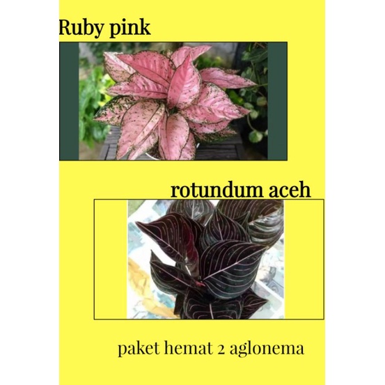 Jual pohon isi 2 Tanaman aglonema Rubypink - rotundum Aceh ( tanaman ...