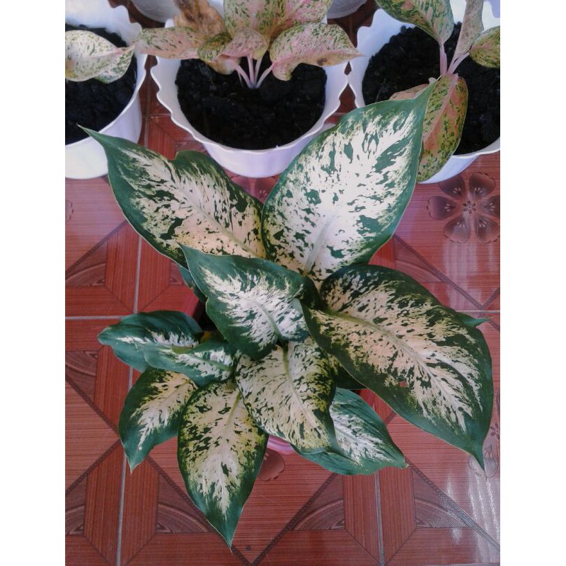 Jual Lompong vietnam | Shopee Indonesia