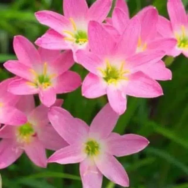 Jual Umbi Bunga Rain Lily Pink 5 umbi Bisa COD Bayar Di Tempat | Shopee ...