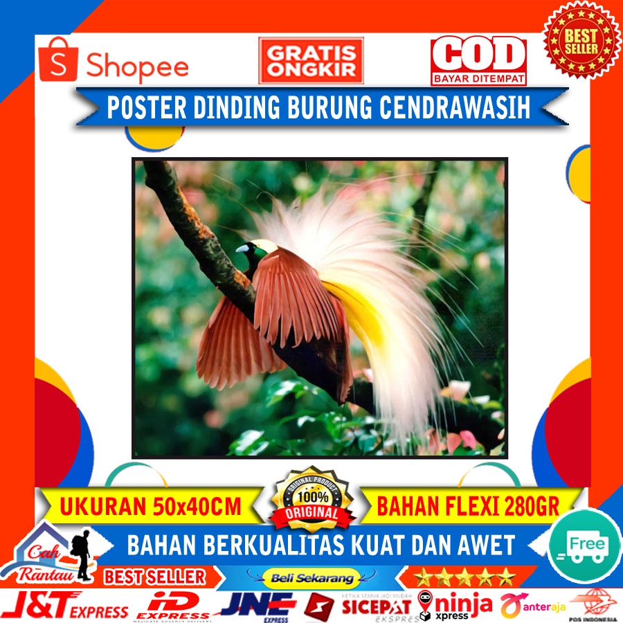 Jual Dekorasi Hiasan Poster Dinding Burung Cendrawasih | Shopee Indonesia