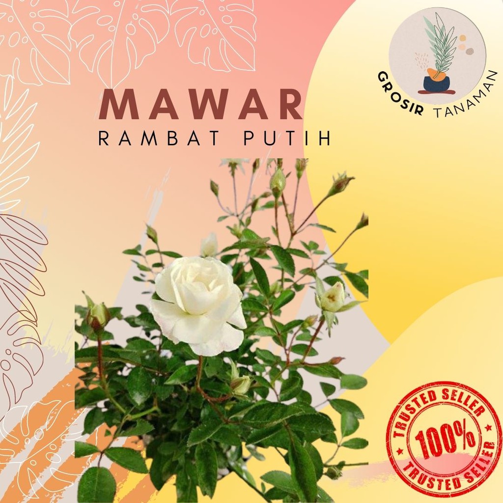 Jual Mawar Rambat Bibit Bunga Climbing Rose Tanaman Hidup Banyak Warna ...