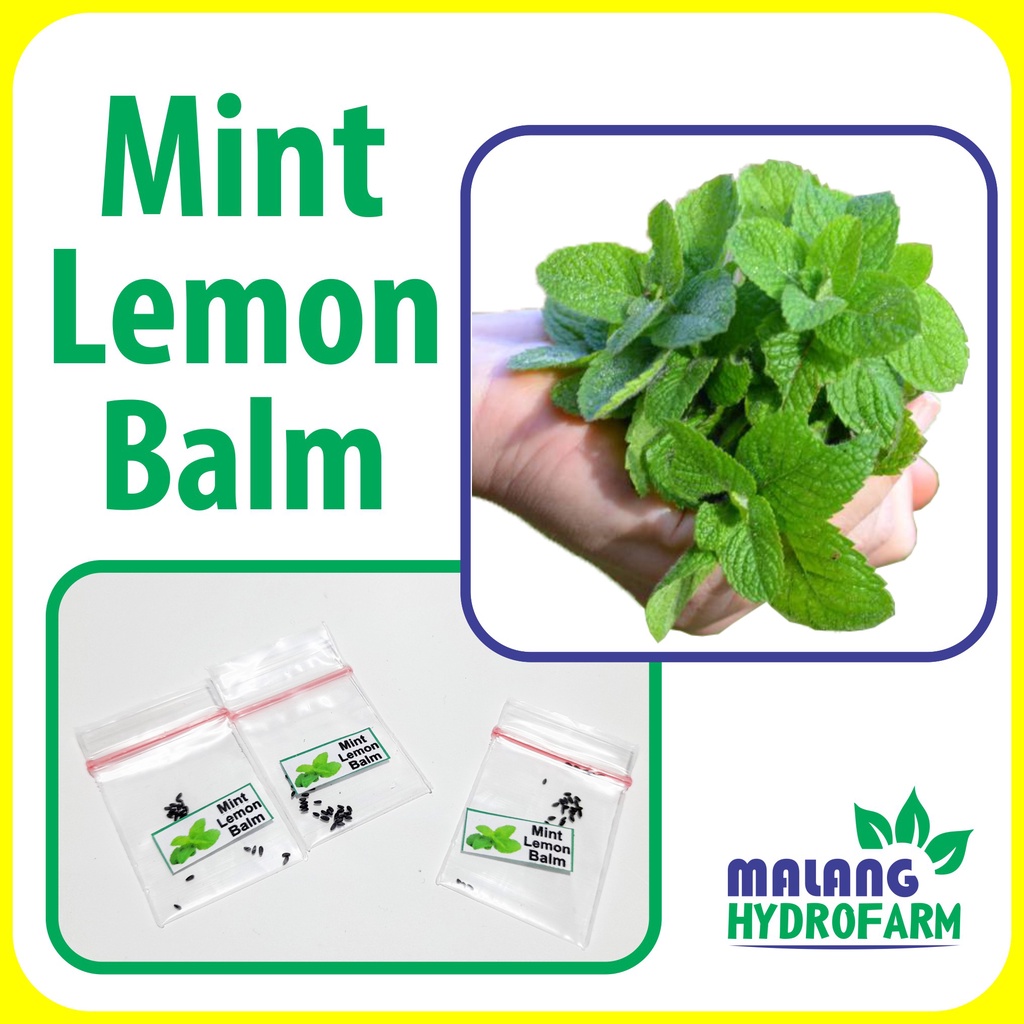 Jual Benih Mint Lemon Balm Unggulan berkualitas biji keriting daun min ...