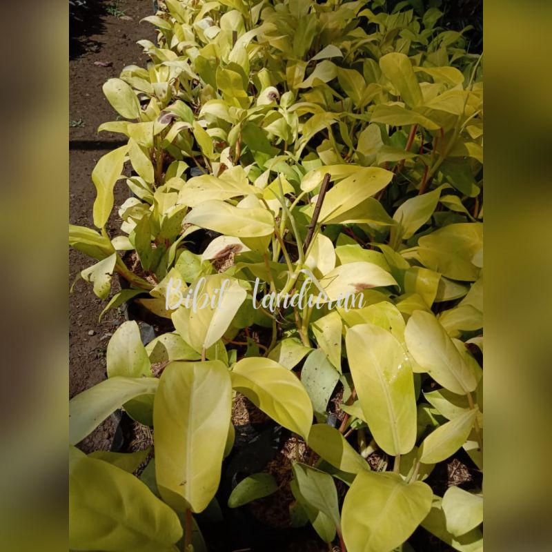 Jual Tanaman Hias Philo Lemon | Shopee Indonesia