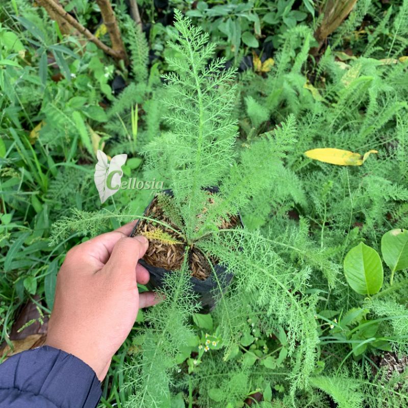 Jual Tanaman Herbal Daun Seribu (Yarrow) tanaman hidup bergaransi ...