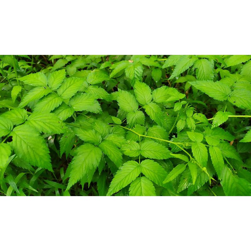 Jual Daun Arbei/arben/raspberry Paling Murah 100% Obat Herbal | Shopee ...