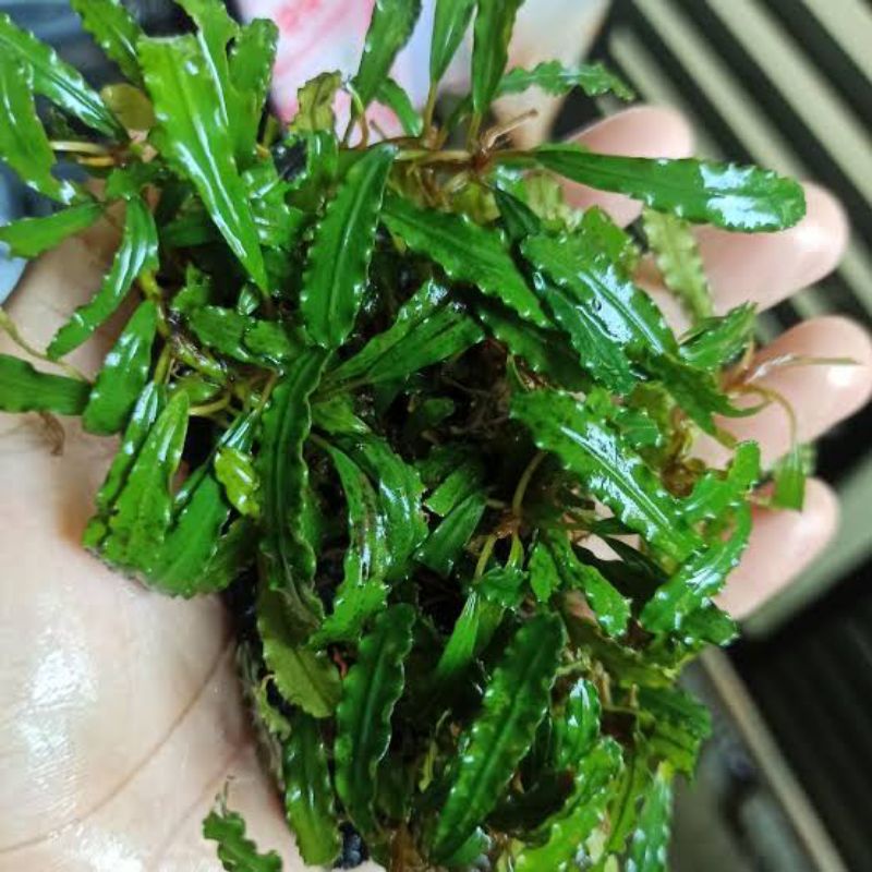 Jual Bucephalandra tanaman Aquascape | Shopee Indonesia