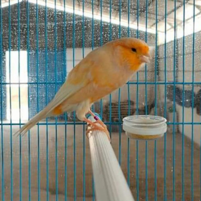 Jual burung kenari loper orange sunkis gacor | Shopee Indonesia