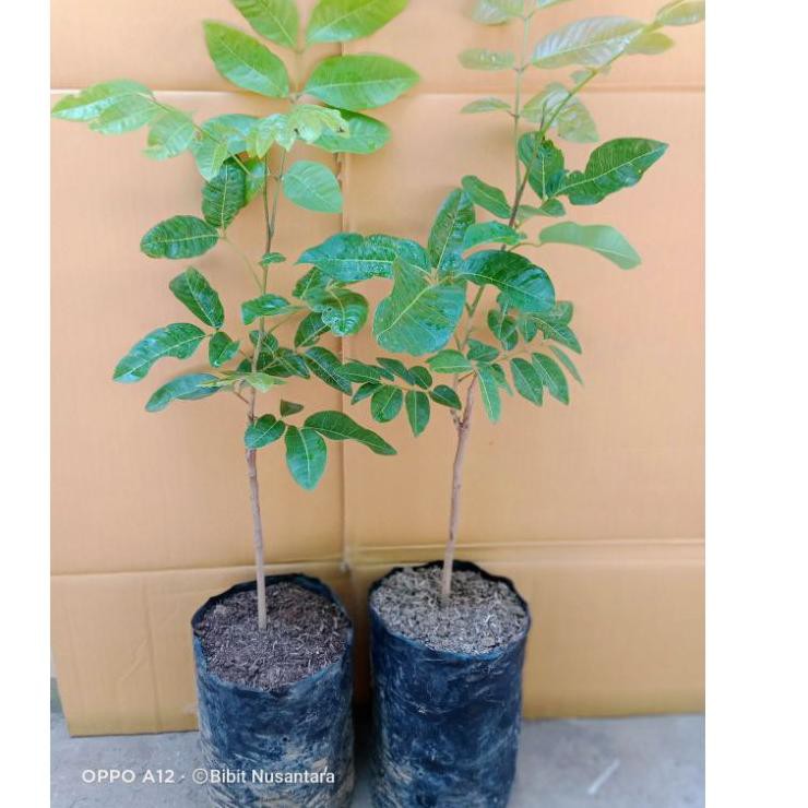 Jual HITZ 2021 Bibit Tanaman Kelengkeng Matalada Super Siap Berbuah ...