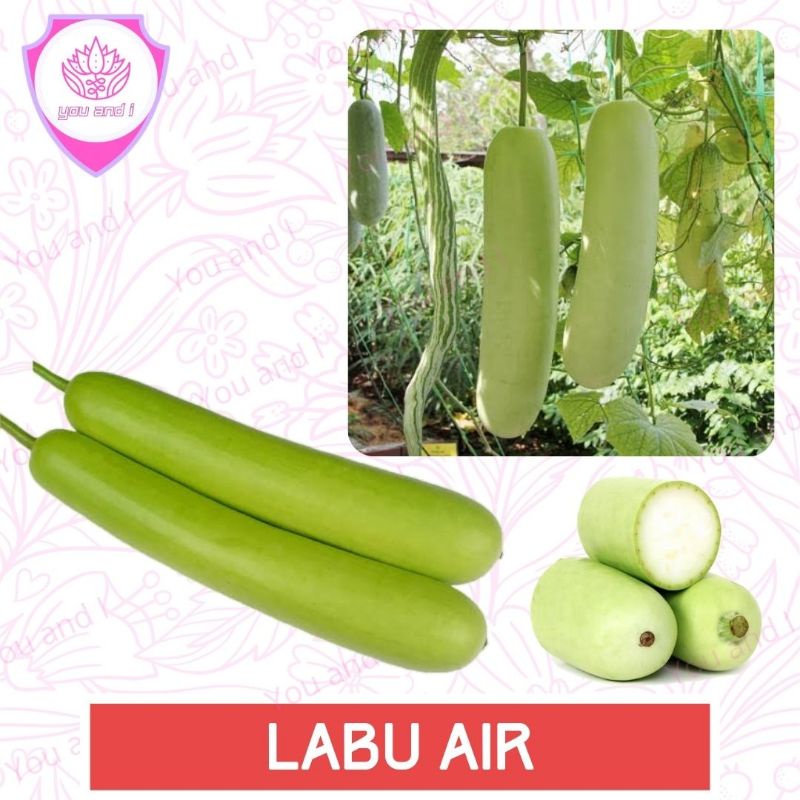 Jual Benih LABU AIR [isi-4] Hijau Ruma Biji Sayur Labu Putih | Shopee ...
