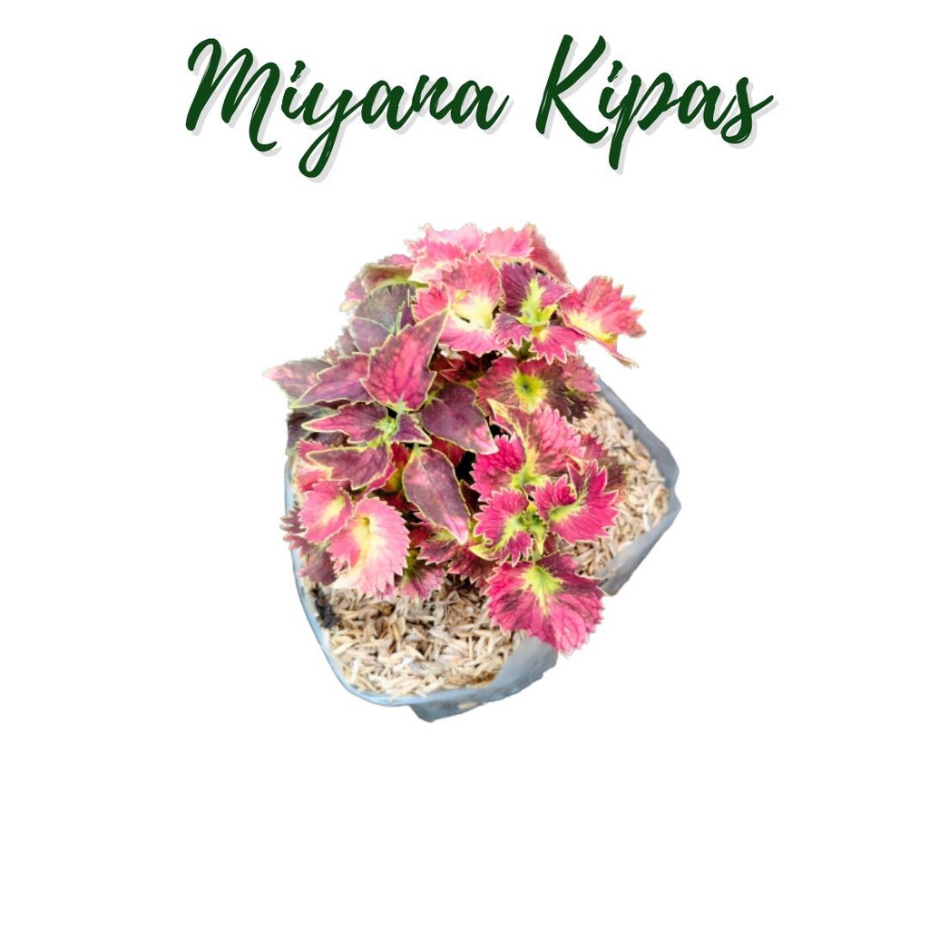 Jual Tanaman hias miyana/ Jawer kotok bisa pilih jenis tinggi 25-30 cm ...